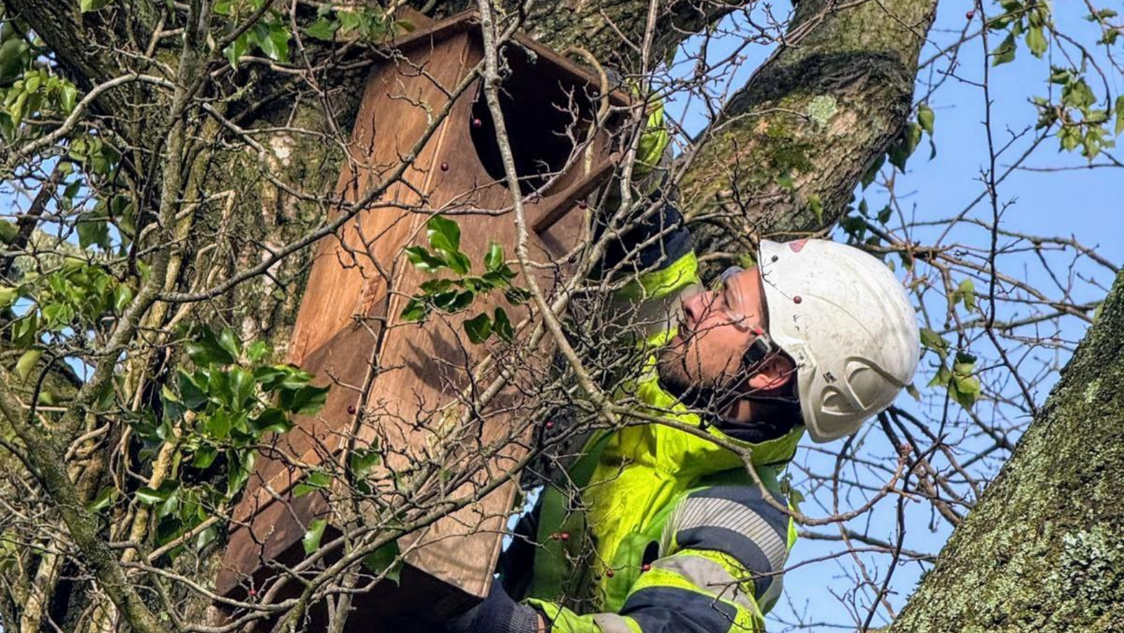 Power crew add bird and bat boxes to Sussex wildlife haven